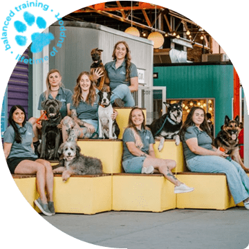 Dog & Puppy Obedience Training in Washington, DC | The Dog Wizard